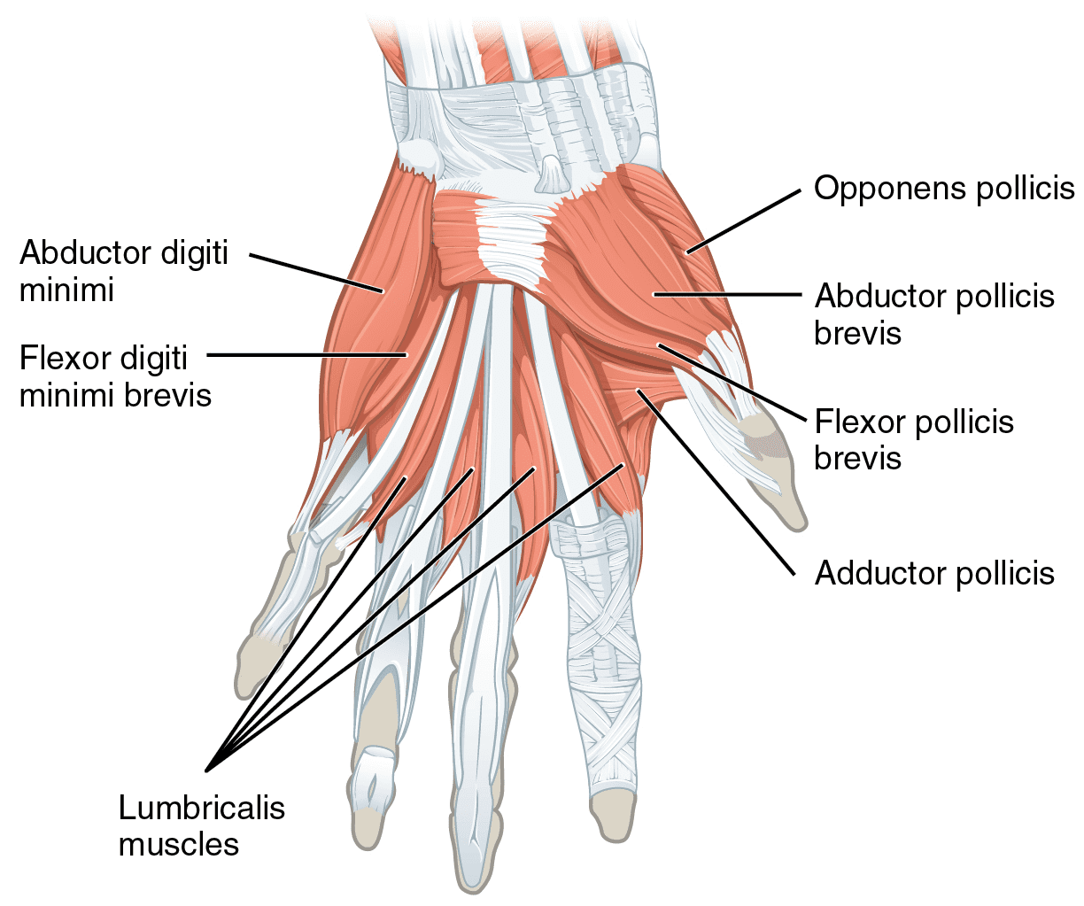 Myofascial Trigger Pain Affecting The Thumb Muscles Chiropractic